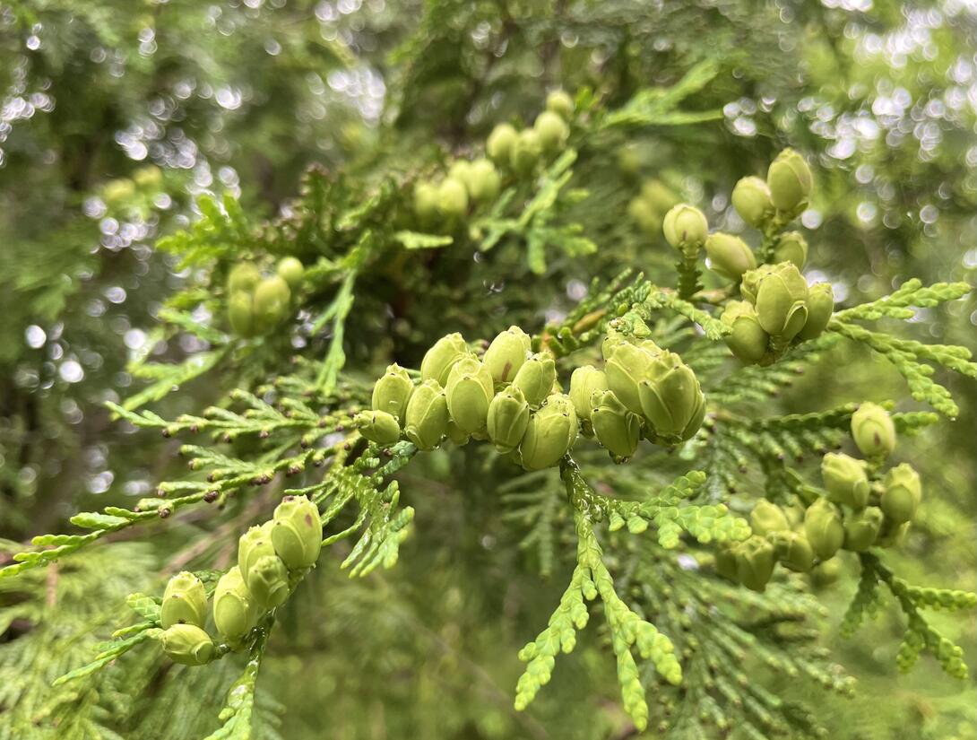 Arborvitae | CMP Tree Selection Tool